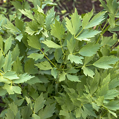 Outsidepride Perennial Levisticum Lovage Culinary Herb Garden Plants Used for Flavoring & Salt Substitute - 1000 Seeds