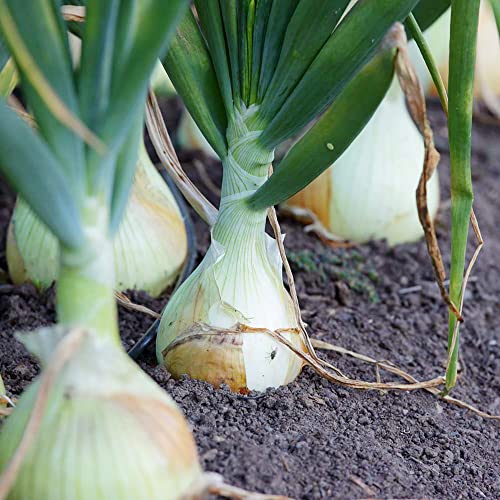 YEGAOL Garden 200Pcs Vidalia Sweet Onion Seeds Non-GMO Organic Cooking Garden Backyard Plant Vegetable Seeds