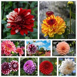 dahlia seeds compound petals multi-color mixed individually packaged （1000+ outdoor garden potted plants non-gmo)