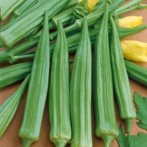 Cajun Delight Hybrid Okra Seeds - Hibiscus Esculentus - 1 Grams - Approx 18 Gardening Seeds - Vegetable Garden Seed