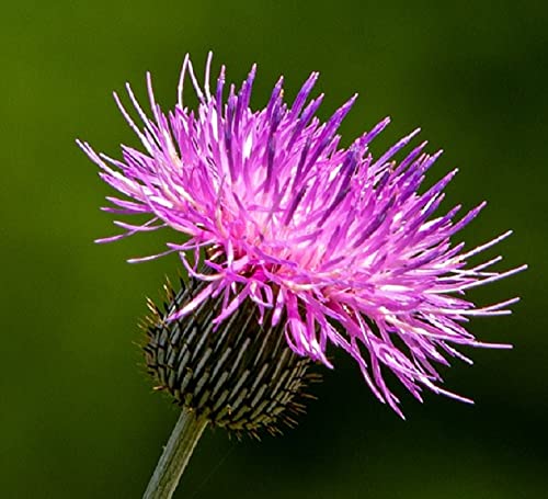 David's Garden Seeds Flower Native Texas Thistle FBA-4537 (Purple) 50 Non-GMO, Heirloom Seeds