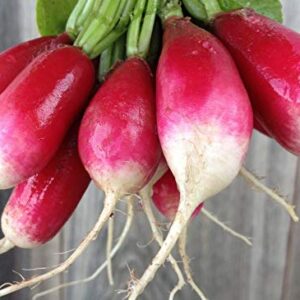 French Breakfast Radish Seeds for Planting, 200+ Heirloom Seeds Per Packet, (Isla's Garden Seeds), Non GMO Seeds, Botanical Name: Raphanus sativus, Great Home Garden Gift