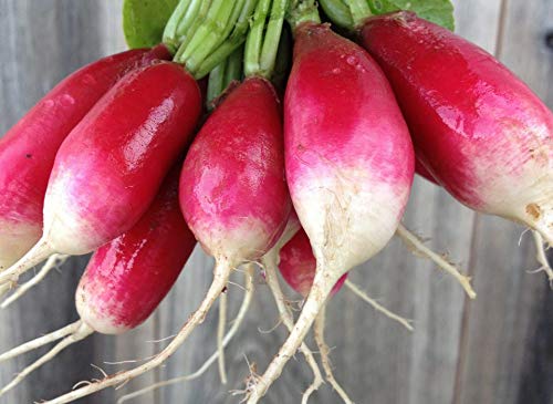 French Breakfast Radish Seeds for Planting, 200+ Heirloom Seeds Per Packet, (Isla's Garden Seeds), Non GMO Seeds, Botanical Name: Raphanus sativus, Great Home Garden Gift