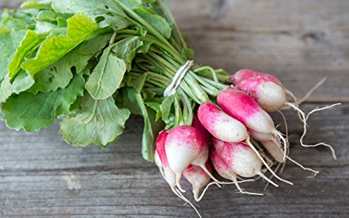 French Breakfast Radish Seeds for Planting, 200+ Heirloom Seeds Per Packet, (Isla's Garden Seeds), Non GMO Seeds, Botanical Name: Raphanus sativus, Great Home Garden Gift