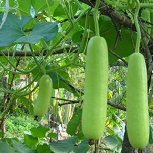 Bottle gourd Seeds, Nam Tao Yao (Asian vegetable) grows 12" long and 2.5 pounds.