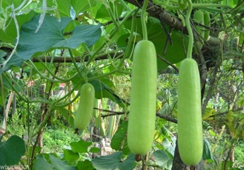 Bottle gourd Seeds, Nam Tao Yao (Asian vegetable) grows 12" long and 2.5 pounds.