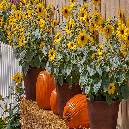 Swamp Narrowleaf Sunflower Clumping Native Wildflower Meadow, 100+ Premium Heirloom Seeds, Perennial, Easy to Grow, Attracts Pollinators-QAUZUY GARDEN-