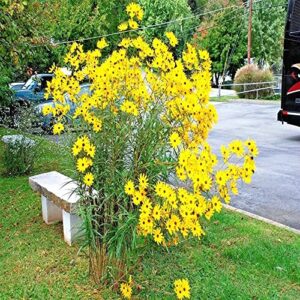 Swamp Narrowleaf Sunflower Clumping Native Wildflower Meadow, 100+ Premium Heirloom Seeds, Perennial, Easy to Grow, Attracts Pollinators-QAUZUY GARDEN-