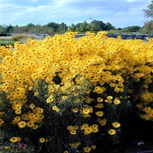 Swamp Narrowleaf Sunflower Clumping Native Wildflower Meadow, 100+ Premium Heirloom Seeds, Perennial, Easy to Grow, Attracts Pollinators-QAUZUY GARDEN-