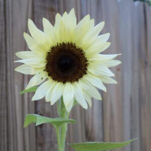 chuxay garden 50 seeds helianthus annuus ‘valentine’,common sunflower,vanilla ice sunflower yellow black lovely flowers grows in garden and pots decorative garden