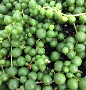 hirt’s gardens string of pearls – 6″ hanging basket – senecio – easy to grow