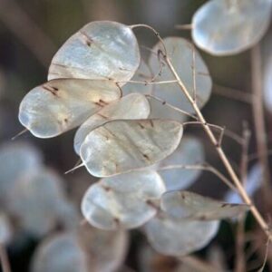 tomorrowseeds – money plant seeds – 150+ count packet – non gmo usa lunaria annual honesty silver dollar plant wildflower garden flower