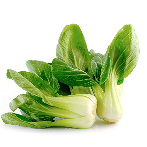 Cabbage Seeds - Pak Choi - Little Shanghai - Hybrid - 2 g Packet ~288 Seeds - Non-GMO, F1 Hybrid - Asian Garden Vegetable