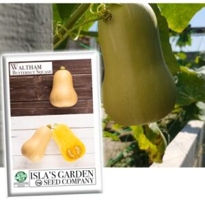 waltham butternut winter squash seeds for planting, 50+ heirloom seeds per packet, (isla’s garden seeds), non gmo seeds, botanical name: cucurbita moschata,