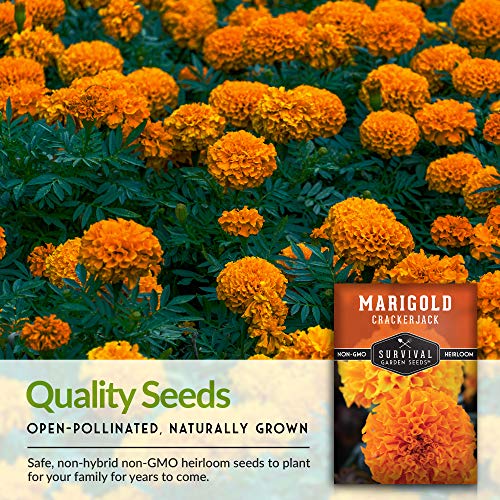 Survival Garden Seeds - Crackerjack Marigold Seed for Planting - Packet with Instructions to Plant and Grow in Your Home Vegetable Garden - Non-GMO Heirloom Variety