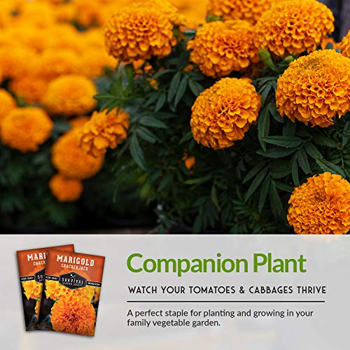 Survival Garden Seeds - Crackerjack Marigold Seed for Planting - Packet with Instructions to Plant and Grow in Your Home Vegetable Garden - Non-GMO Heirloom Variety