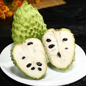 qauzuy garden 5 seeds cherimoya custard apple seeds annona cherimola – organic delicious sweet juicy white fleshed tropical exotic fruit – easy grow & harvest