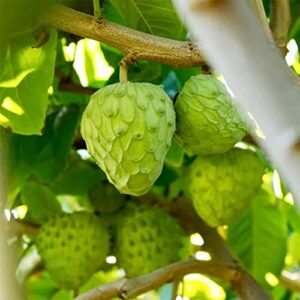 QAUZUY GARDEN 5 Seeds Cherimoya Custard Apple Seeds Annona Cherimola - Organic Delicious Sweet Juicy White Fleshed Tropical Exotic Fruit - Easy Grow & Harvest