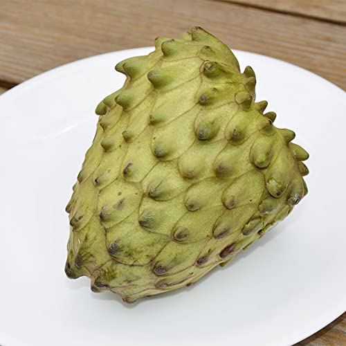 QAUZUY GARDEN 5 Seeds Cherimoya Custard Apple Seeds Annona Cherimola - Organic Delicious Sweet Juicy White Fleshed Tropical Exotic Fruit - Easy Grow & Harvest