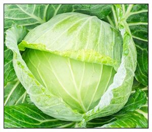 250 golden acre cabbage seeds | non-gmo | fresh garden seeds