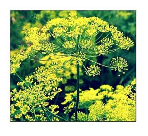 250 bouquet dill seeds | non-gmo | fresh garden seeds