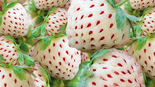 White Strawberry Seeds - 200+ Seeds - White Pineberry Seeds - Made in USA, Ships from Iowa.