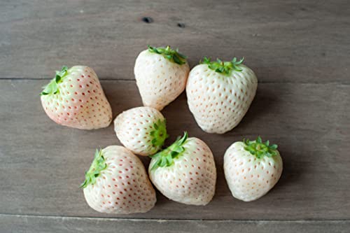 White Strawberry Seeds - 200+ Seeds - White Pineberry Seeds - Made in USA, Ships from Iowa.