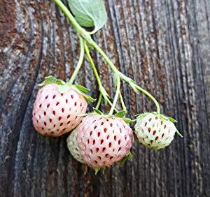 White Strawberry Seeds - 200+ Seeds - White Pineberry Seeds - Made in USA, Ships from Iowa.