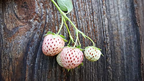 White Strawberry Seeds - 200+ Seeds - White Pineberry Seeds - Made in USA, Ships from Iowa.