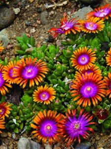 perennial farm marketplace delosperma ‘fire spinner’ (ice plant) groundcover, 1 quart, bright orange petals with purplish-pink centers