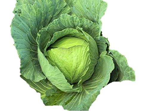 Cabbage Early Jersey Wakefield Seeds for Growing Heirloom Microgreens Sprouting or Garden Non GMO USA #164 (2000 Seeds)