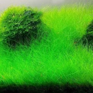 aquarium plants live, dwaf hairgrass plant for growing indoor, 1 clump, ornaments perennial garden simple to grow pot