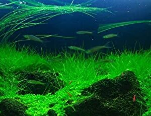 Aquarium Plants Live, Dwaf Hairgrass Plant for Growing Indoor, 1 Clump, Ornaments Perennial Garden Simple to Grow Pot