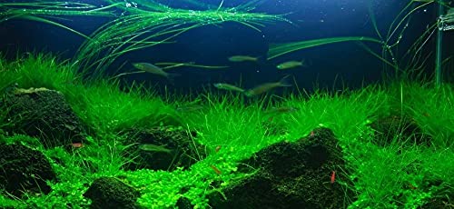 Aquarium Plants Live, Dwaf Hairgrass Plant for Growing Indoor, 1 Clump, Ornaments Perennial Garden Simple to Grow Pot