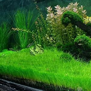 Aquarium Plants Live, Dwaf Hairgrass Plant for Growing Indoor, 1 Clump, Ornaments Perennial Garden Simple to Grow Pot