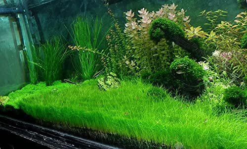 Aquarium Plants Live, Dwaf Hairgrass Plant for Growing Indoor, 1 Clump, Ornaments Perennial Garden Simple to Grow Pot