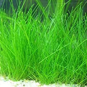 Aquarium Plants Live, Dwaf Hairgrass Plant for Growing Indoor, 1 Clump, Ornaments Perennial Garden Simple to Grow Pot