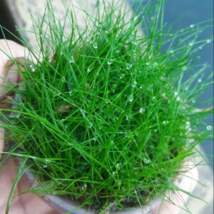 Aquarium Plants Live, Dwaf Hairgrass Plant for Growing Indoor, 1 Clump, Ornaments Perennial Garden Simple to Grow Pot