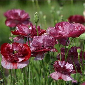 outsidepride papaver rhoeas pandora corn, common, field, flanders, garden poppies – 500 seeds