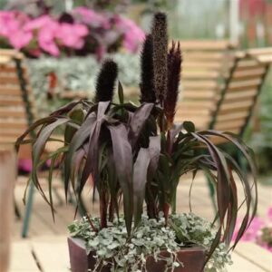 chuxay garden 25 seeds pennisetum glaucum ‘purple majesty’ seeds,ornamental millet annual grass drought tolerant easy grow