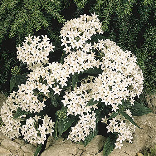 Outsidepride Pentas White Garden Flower Container Plant - 50 Seeds