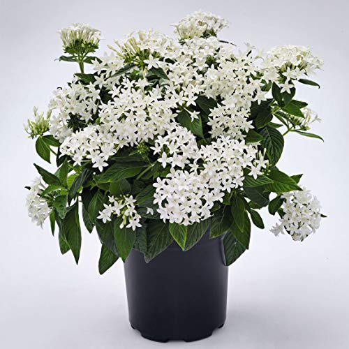 Outsidepride Pentas White Garden Flower Container Plant - 50 Seeds