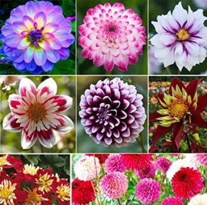 100+ rare mix dahlia flower seeds – easy to grow, made in usa, ships from iowa. grow beautiful dahlias