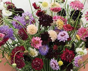 david’s garden seeds flower scabiosa pincushion formula mix 4222 (multi) 50 non-gmo, heirloom seeds