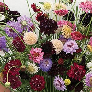 David's Garden Seeds Flower Scabiosa Pincushion Formula Mix 4222 (Multi) 50 Non-GMO, Heirloom Seeds