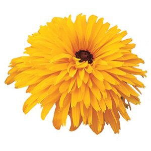 burpee double gold gloriosa daisy seeds 100 seeds