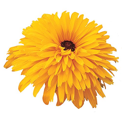 Burpee Double Gold Gloriosa Daisy Seeds 100 seeds