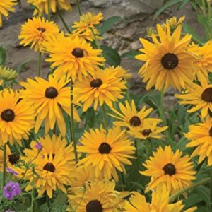 Burpee Double Gold Gloriosa Daisy Seeds 100 seeds