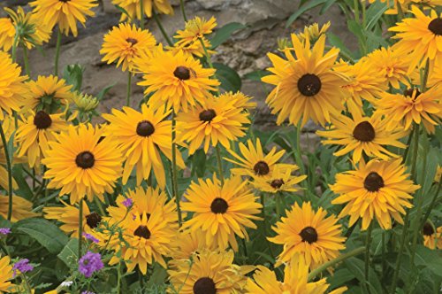 Burpee Double Gold Gloriosa Daisy Seeds 100 seeds