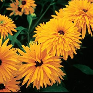 Burpee Double Gold Gloriosa Daisy Seeds 100 seeds